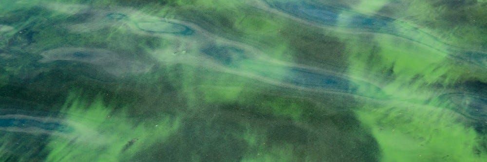 The Best Products To Control Planktonic Algae | Solutions Pest & Lawn
