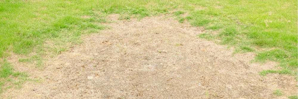 Banks Grass Mite Control: How to Get Rid of Banks Grass Mites ...