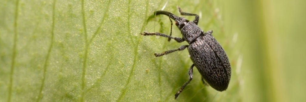 Billbug Control: How to Get Rid of Billbugs | Solutions Pest & Lawn