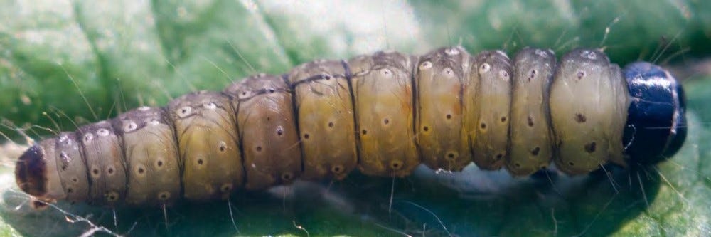 Budworm Control: How to Get Rid of Budworms | Solutions Pest & Lawn