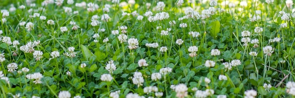 Clover Control: How To Get Rid of Clover | DIY Clover Weed Treatment ...