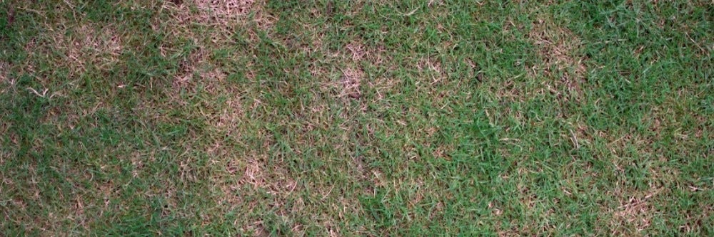 Dollar Spot Control: How To Get Rid of Dollar Spot | Dollar Spot ...