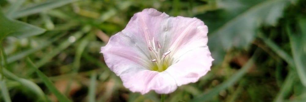Field Bindweed Control | Solutions Pest & Lawn