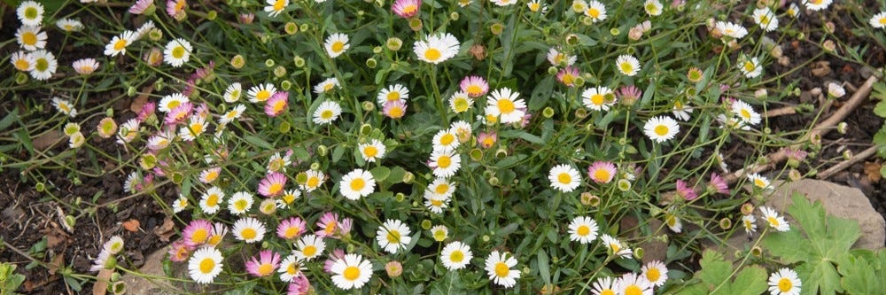 Fleabane Control: How to Get Rid of Fleabane | Solutions Pest & Lawn