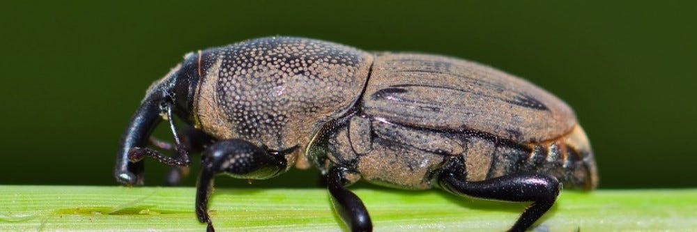 Billbug Control: How to Get Rid of Billbugs | Solutions Pest & Lawn