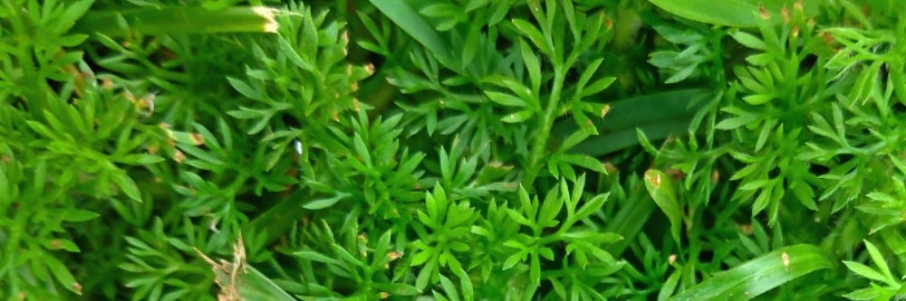 Lawn Burweed Control: How to Get Rid of Lawn Burweed | Solutions Pest ...