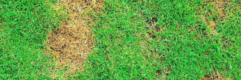 Leaf Spot Control: How To Get Rid of Leaf Spot | DIY Leaf Spot ...