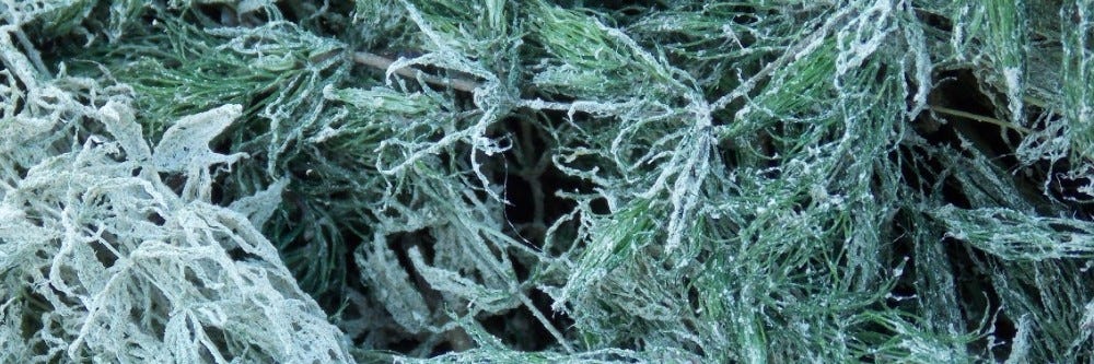 Best Aquatic Herbicide Products To Get Rid of Muskgrass | Solutions ...