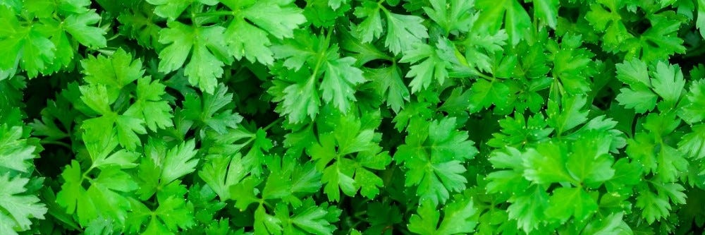 Best Products To Get Rid of Parley Piert | Solutions Pest & Lawn