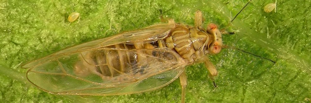 Psyllid Control: How to Get Rid of Psyllids | Solutions Pest & Lawn