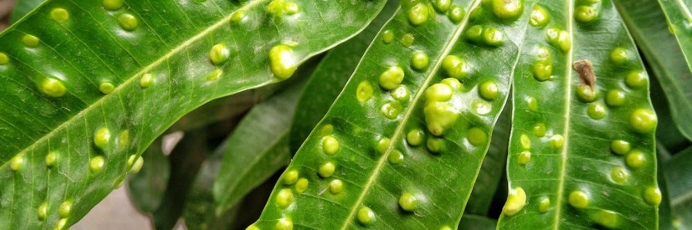 Psyllid Control: How to Get Rid of Psyllids | Solutions Pest & Lawn