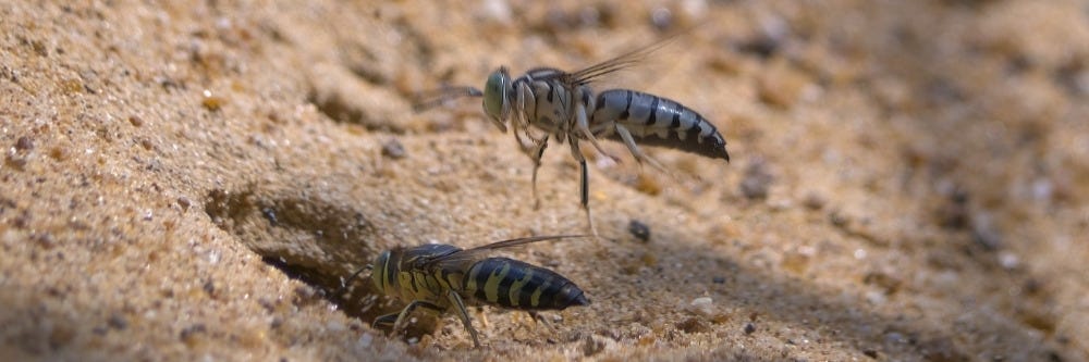 Sand Hornets
