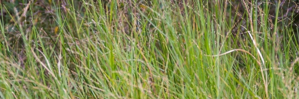 How To Control Torpedograss | Solutions Pest & Lawn
