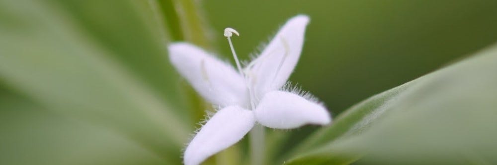 Virginia Buttonweed Control: How to Get Rid of Virginia Buttonweed ...