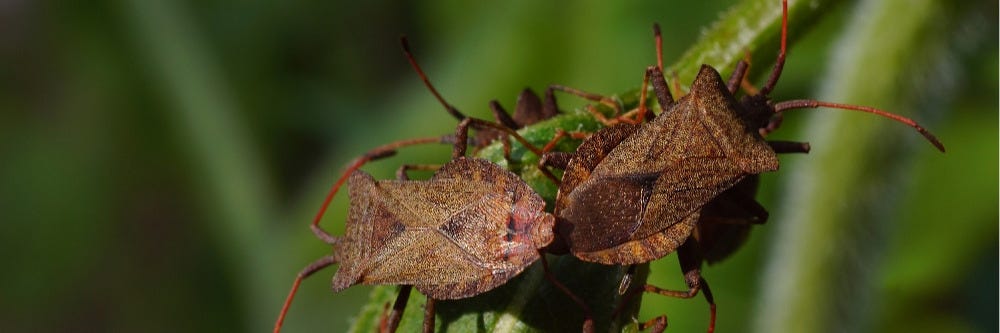 Western Conifer Seed Bug Control: How to Get Rid of Western Conifer ...