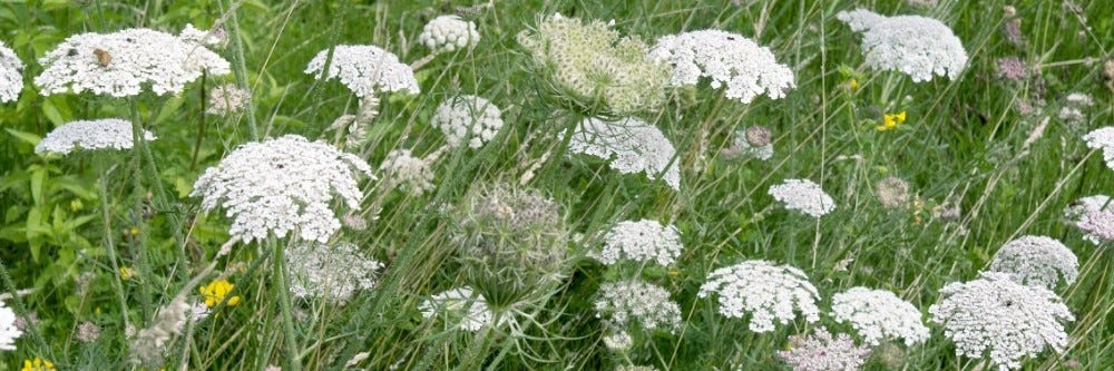 Wild Carrot Control: How to Get Rid of Wild Carrot | DIY Wild Carrot ...