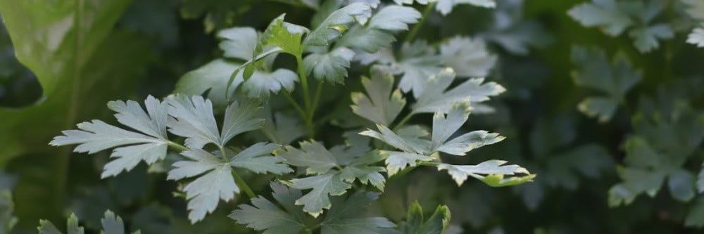 Best Products To Get Rid of Parley Piert | Solutions Pest & Lawn