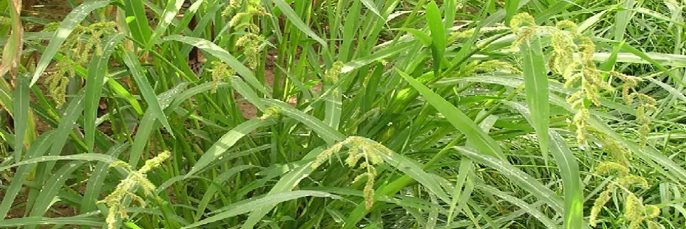 Best Herbicide Products For Getting Rid of Barnyardgrass | Solutions ...