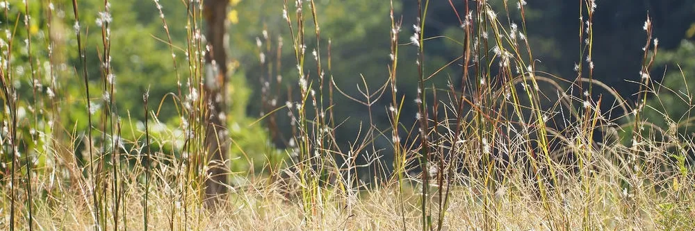 Best Herbicide Products For Getting Rid of Broomsedge | Solutions Pest ...