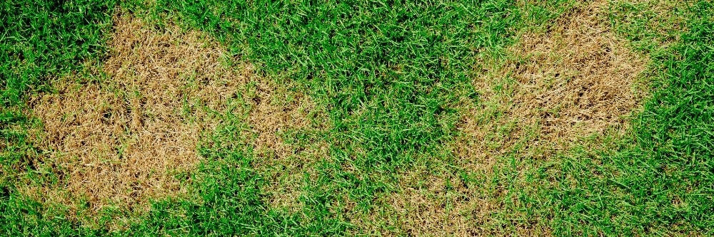 How To Control Summer Patch | Solutions Pest & Lawn