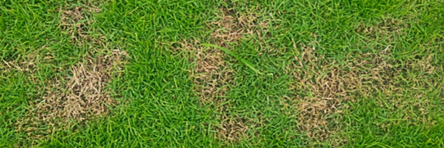 How To Control Brown Patch | Solutions Pest & Lawn