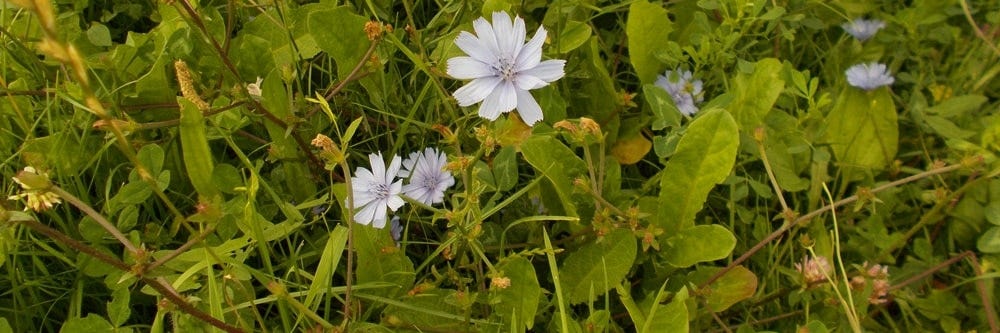 Best Herbicide Products For Getting Rid of Chicory | Solutions Pest & Lawn