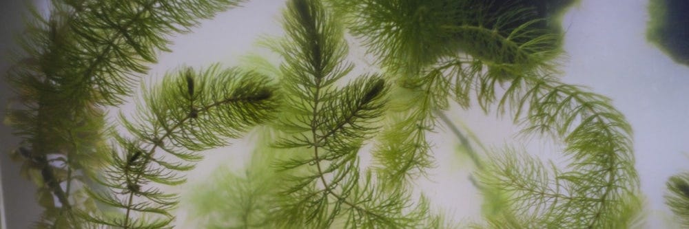 Best Aquatic Herbicide Products To Get Rid of Coontail | Solutions Pest ...