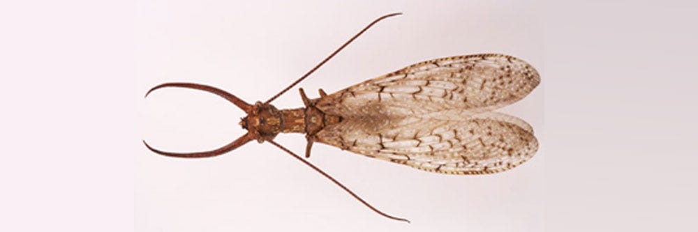 How To Get Rid of Dobsonflies | DIY Dobsonfly Control Products ...