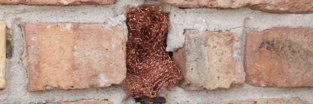 The Best Rodent & Insect Exclusion Products | Professional DIY Pest ...