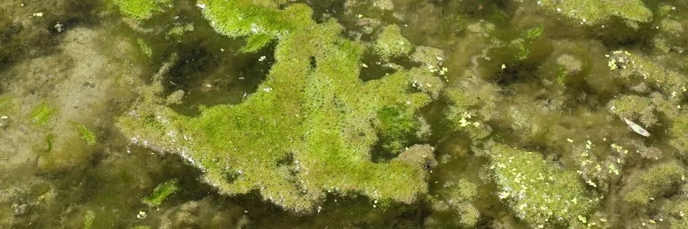 Best Products For Getting Rid of Filamentous Algae | Solutions Pest & Lawn