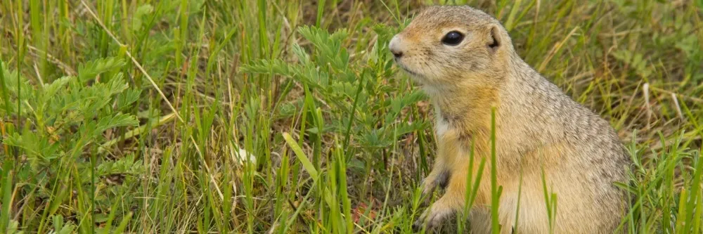 How to Catch a Gopher with a Live Trap | Solutions Pest & Lawn