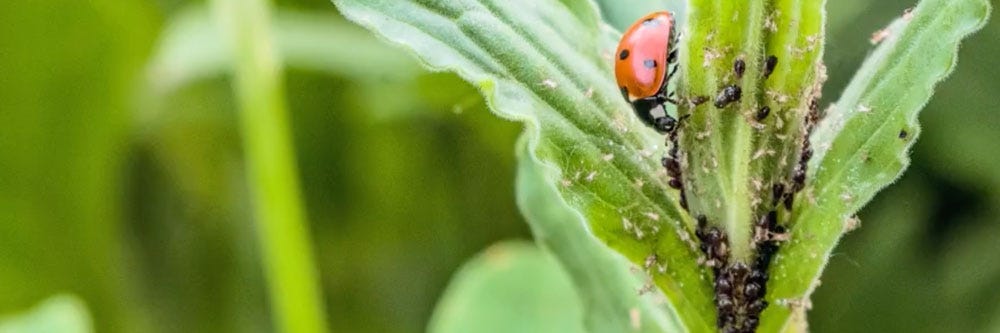 Aphid Control: How To Get Rid of Aphids | DIY Aphid Treatment Guide ...