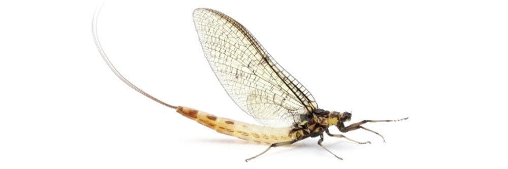 Mayfly Control: How To Get Rid of Mayflies | DIY Mayfly Treatment Guide ...