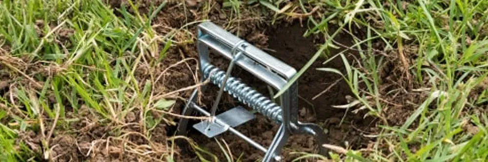 How To Get Rid of Moles | DIY Mole Control Products | Solutions Pest & Lawn