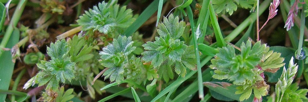Best Products To Get Rid of Parley Piert | Solutions Pest & Lawn