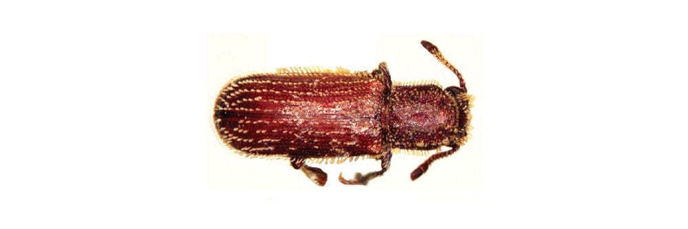 How To Get Rid of Powderpost Beetles | DIY Powderpost Beetle Control ...