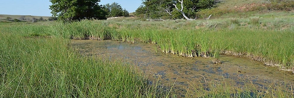 Rodeo Aquatic Herbicide | Solutions Pest & Lawn